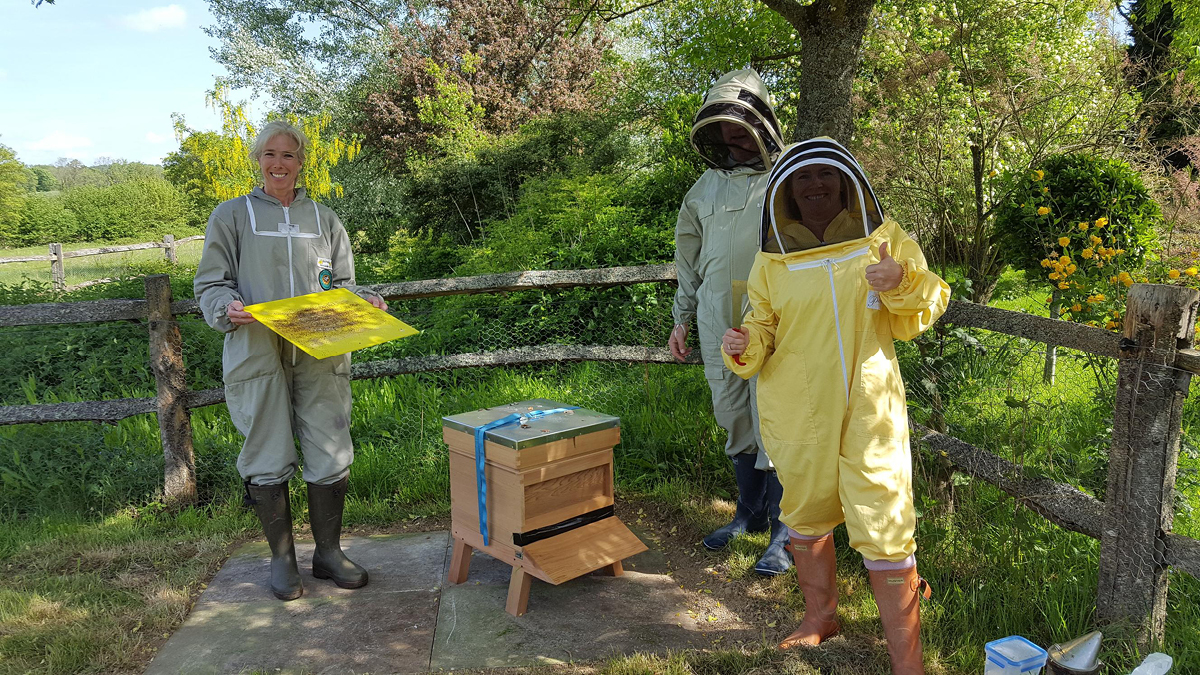 Meet the COOK Bees | News COOK